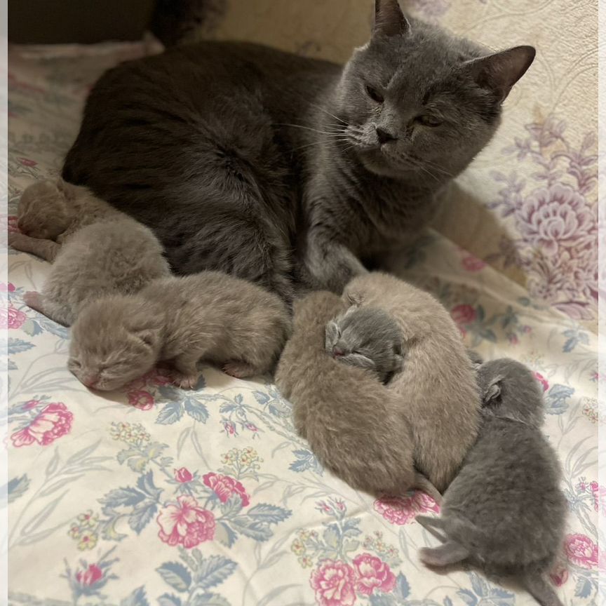 Котята