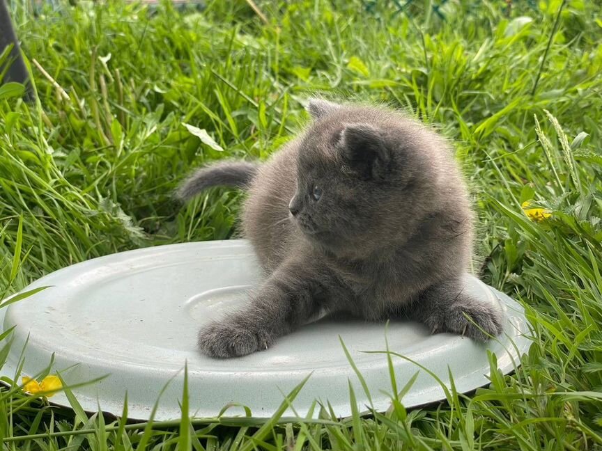 Милейший котенок в добрые руки