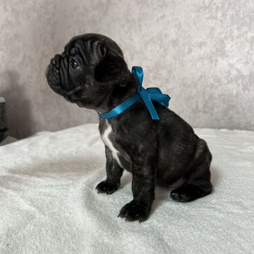 Французский бульдог