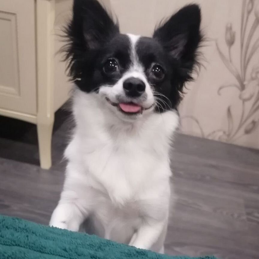 Чихуахуа, взрослая собака