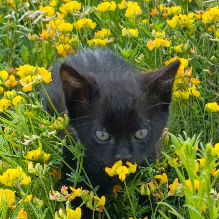 Котята в добрые руки бесплатно