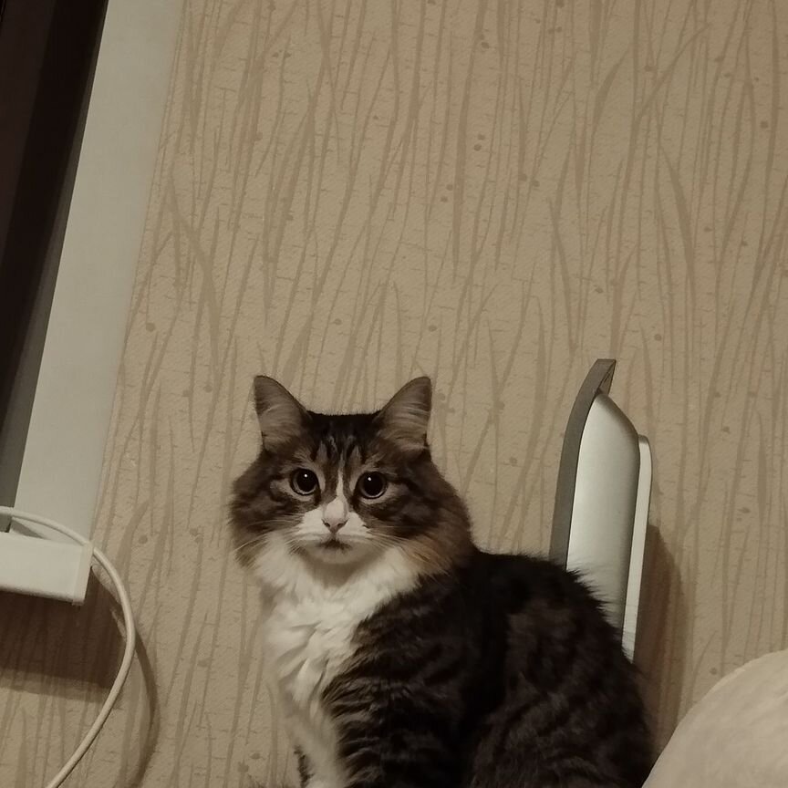 Отдаем в добрые руки, бесплатно, кошку