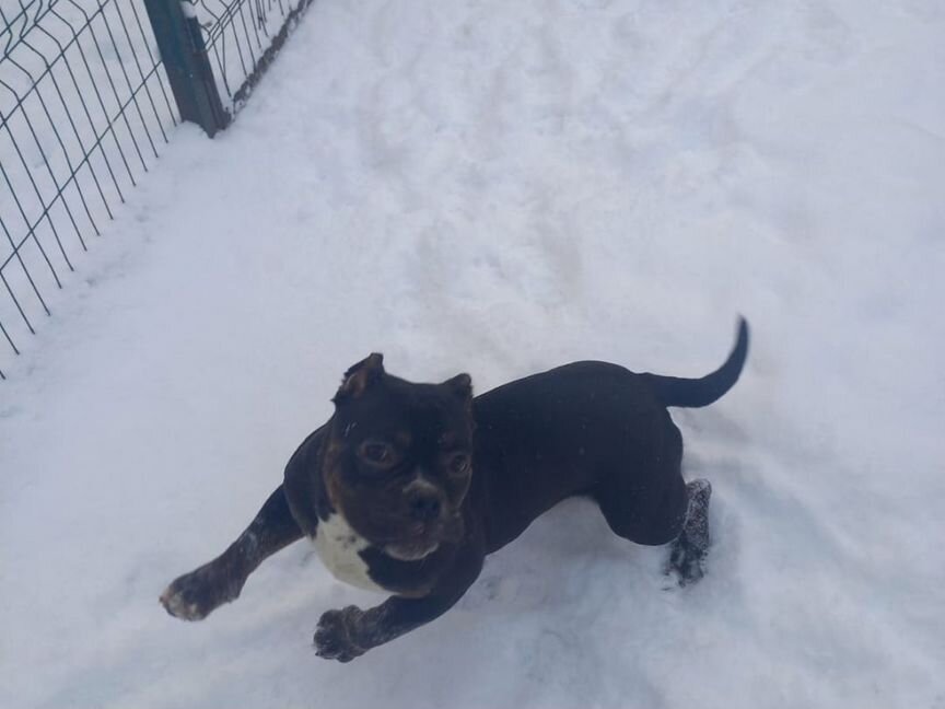 Булли мальчик,6 месяцев