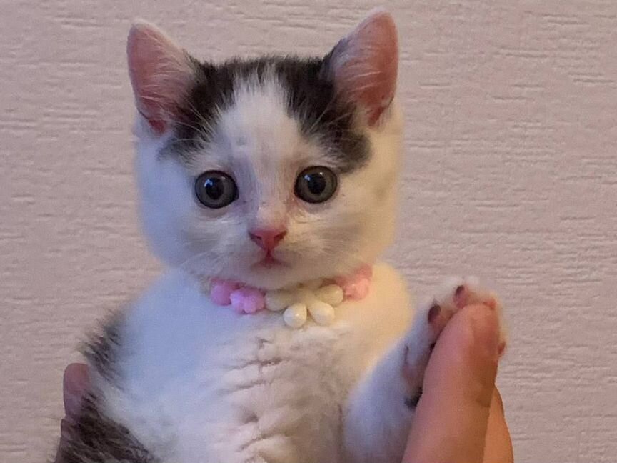 Найдена кошка