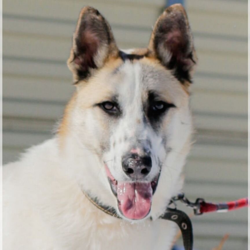 Взрослая собака в добрые руки