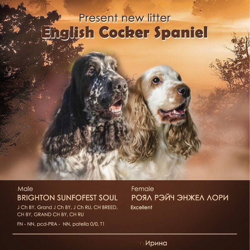 Щенки английского кокер спаниеля