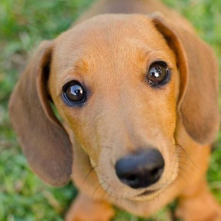 Такса, щенок