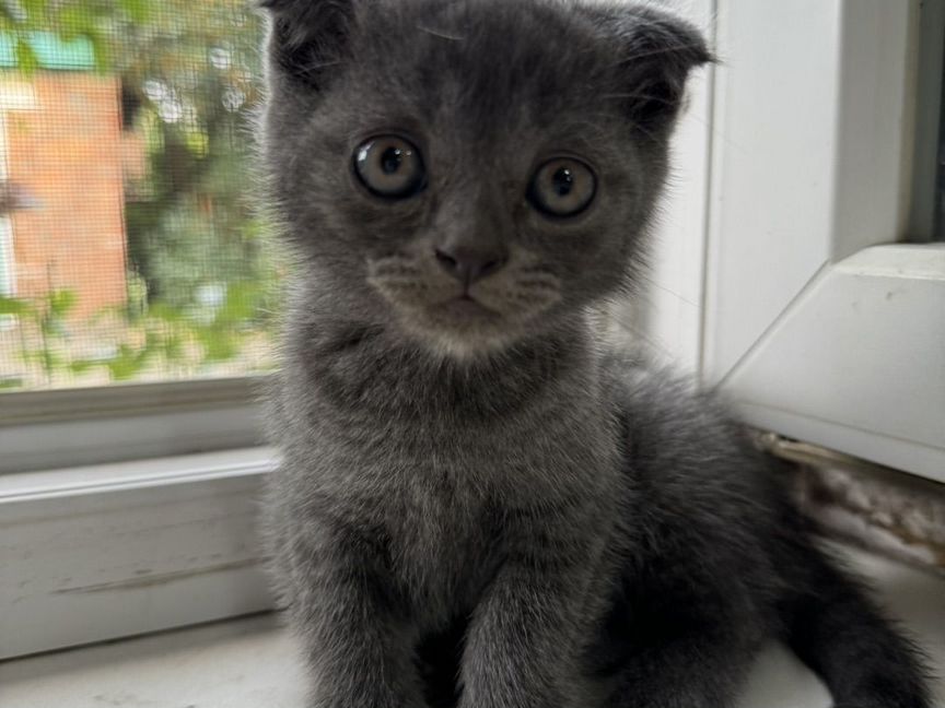 Британские котята