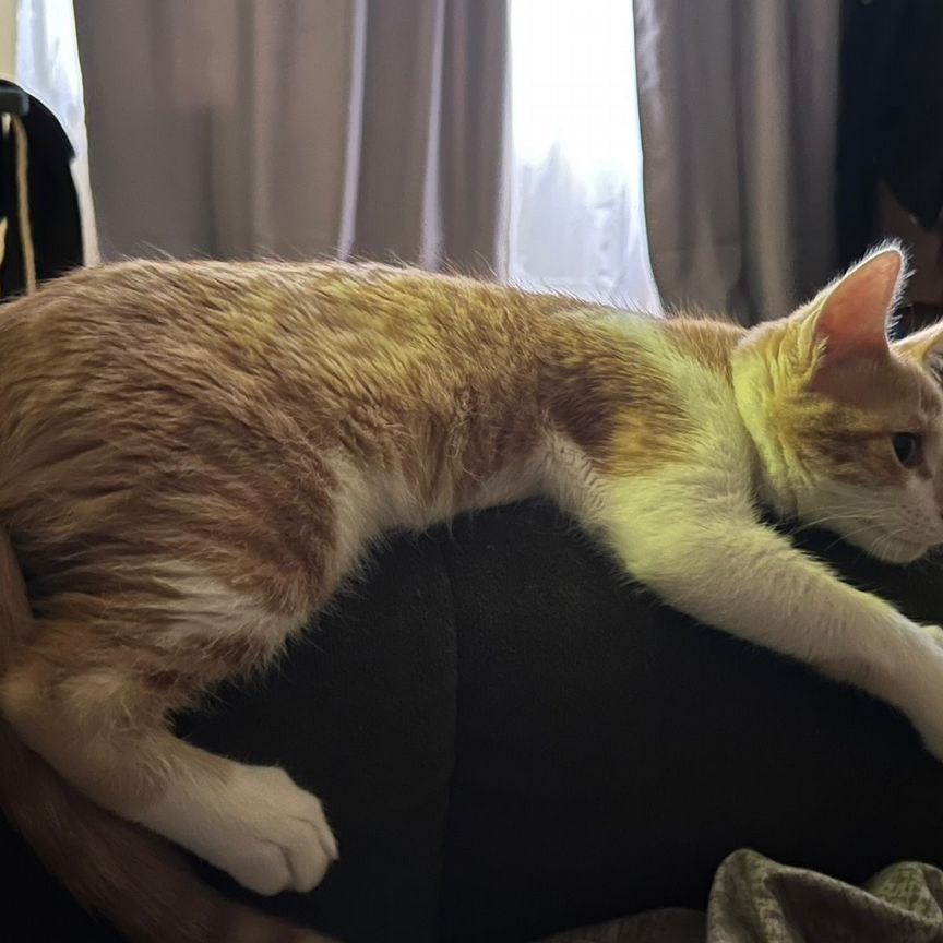 Рыжик в добрые руки