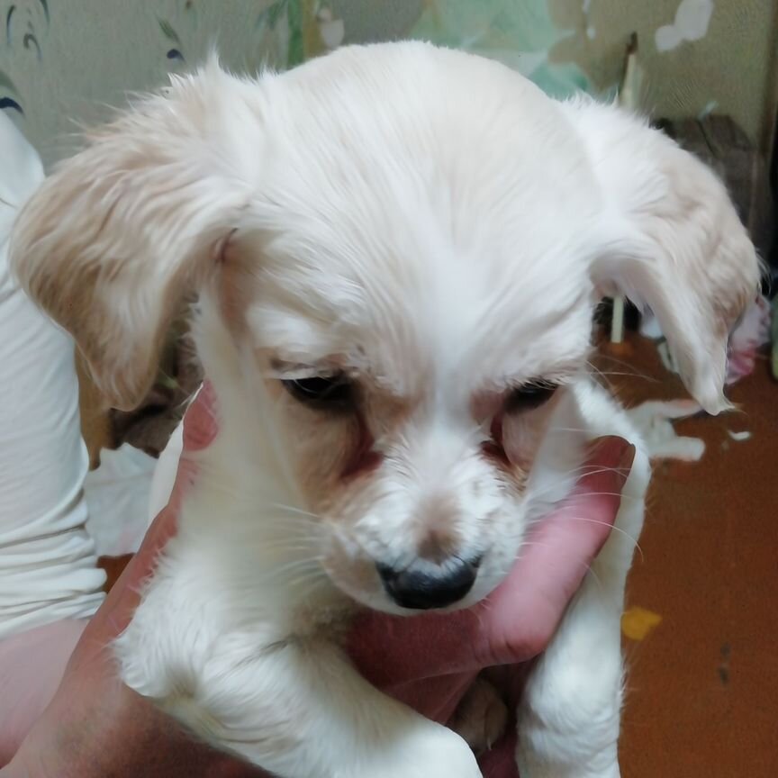 Рэт-терьер, щенок