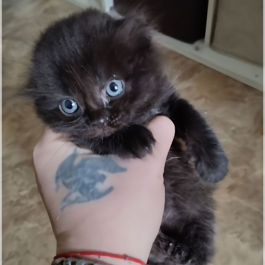 Шотландский вислоухий короткошёрстный котёнок