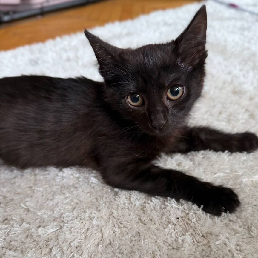 Котёнок в добрые руки