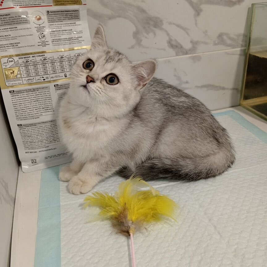 Серебро ns 11 девочка