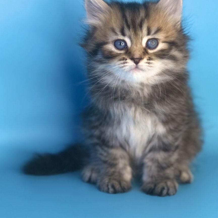 Сибирские котята из питомника