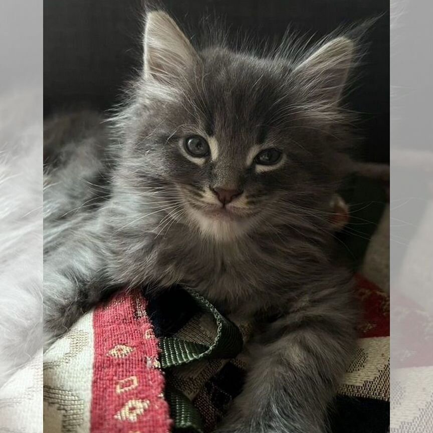 Мейн-кун котёнок