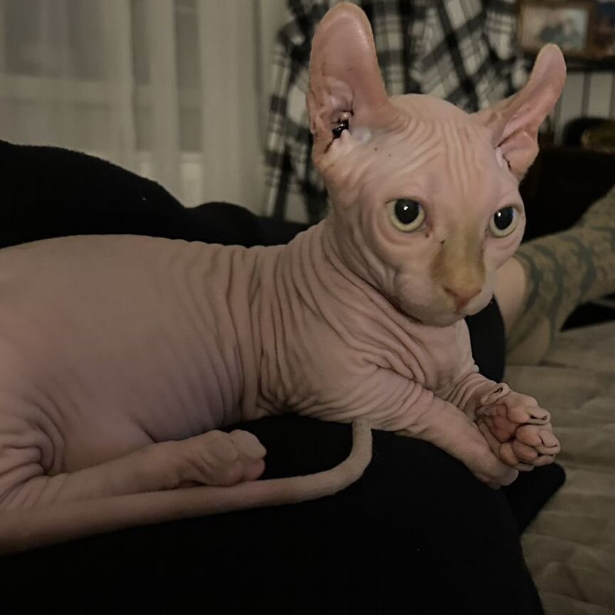 Канадский сфинкс котёнок