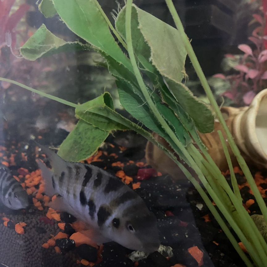 Живая рыба цихлиды