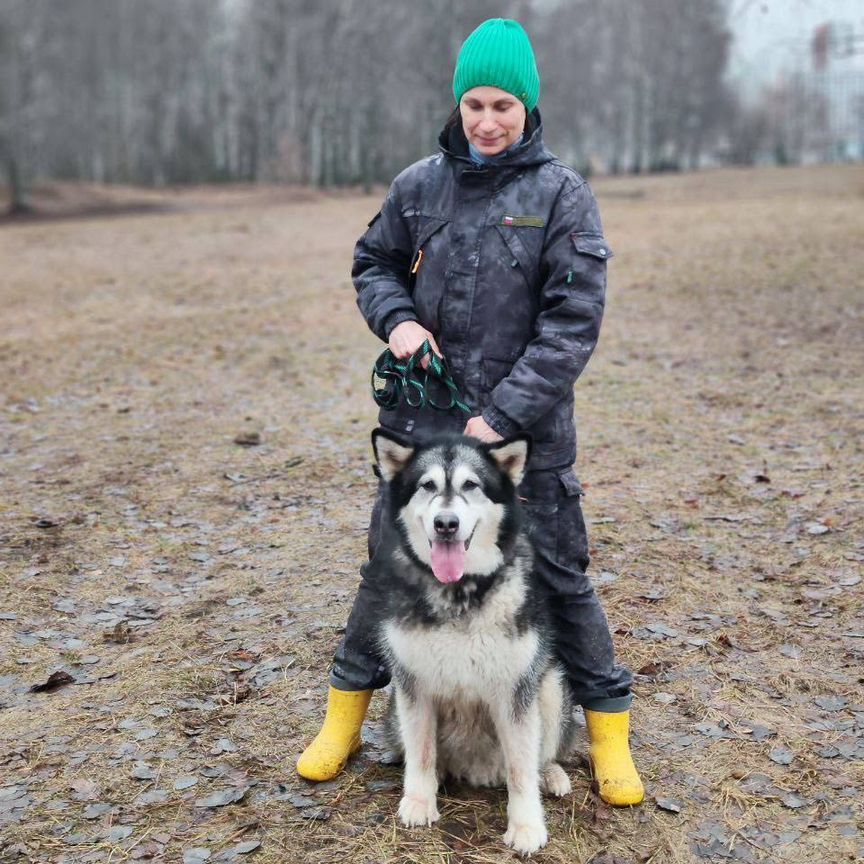 Собака в добрые руки