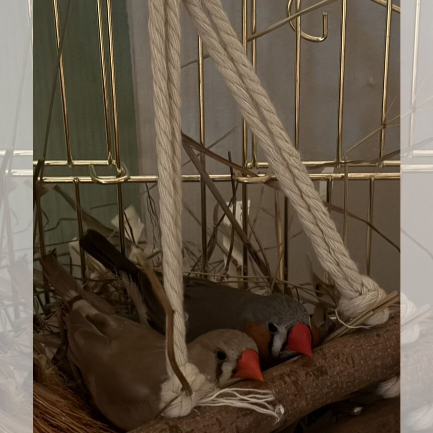 Амадины с клеткой