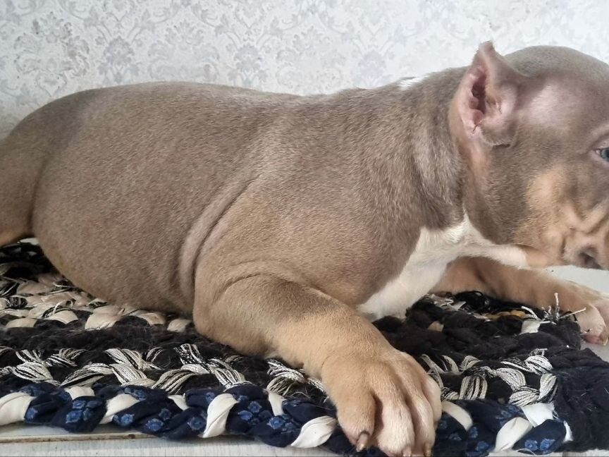 Голубоглазые Американские Булли