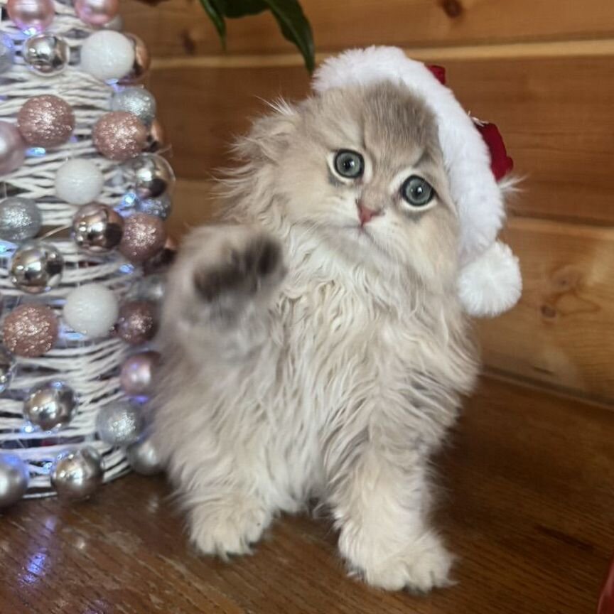 Шотландский вислоухий длинношёрстный котёнок