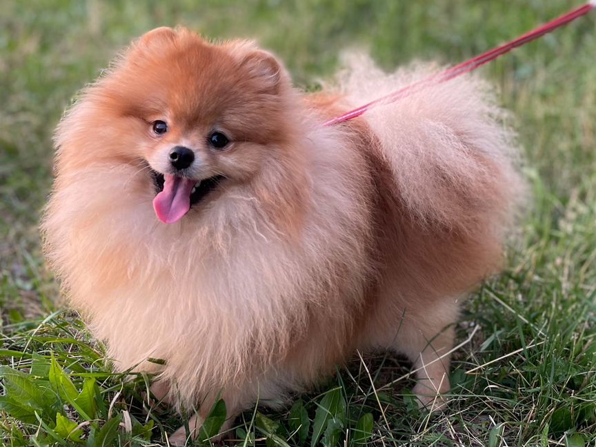 Щенки померанского шпица