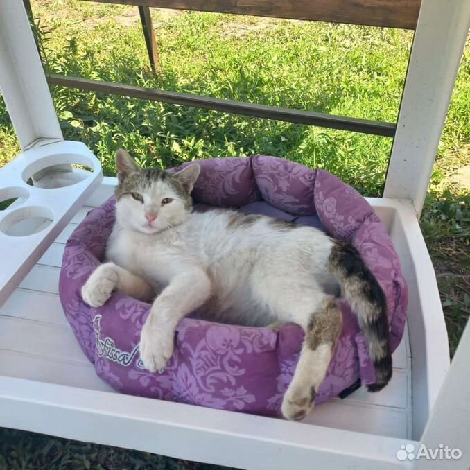 Котик красава