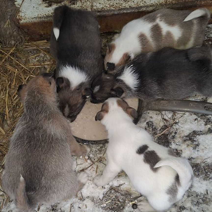 Западносибирская лайка, щенок