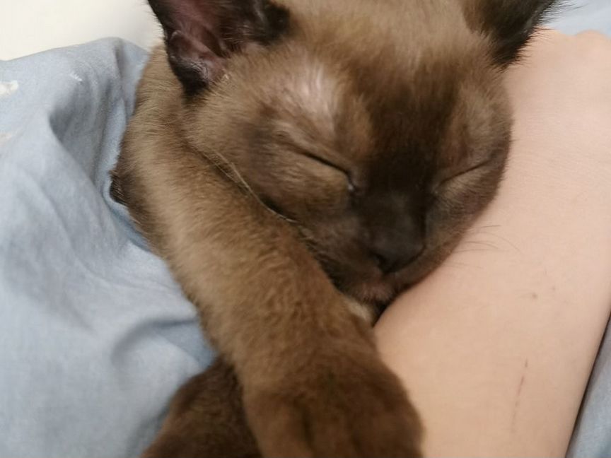 Бурманские котята
