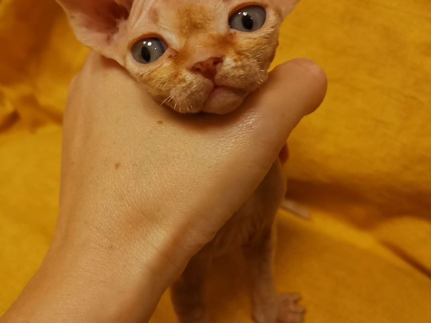 Котята Девон рекс