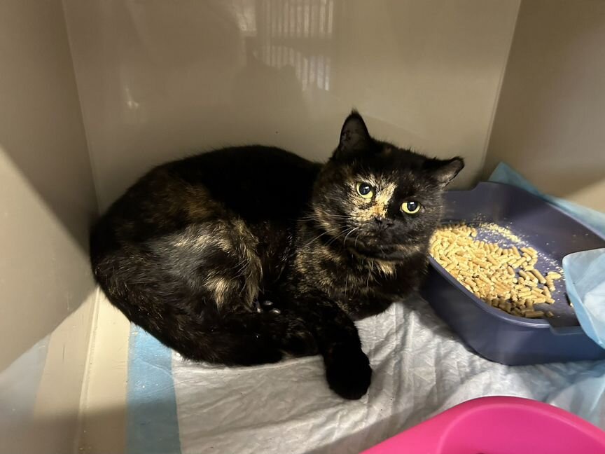 Кошечка в добрые руки