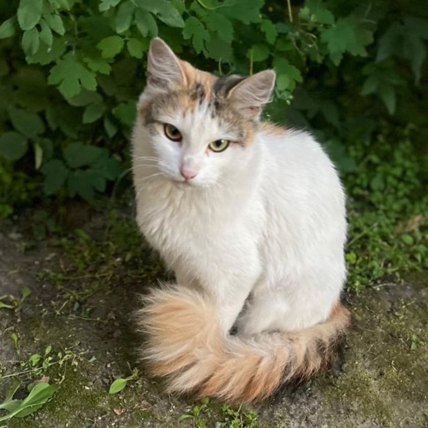 Кошечка пропадает на улице