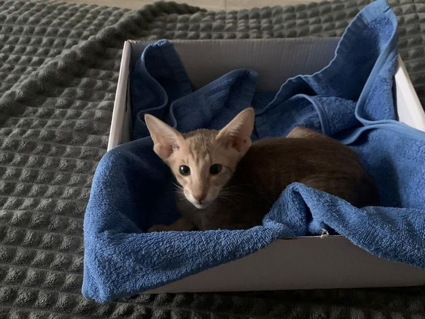 Котенок ориентал