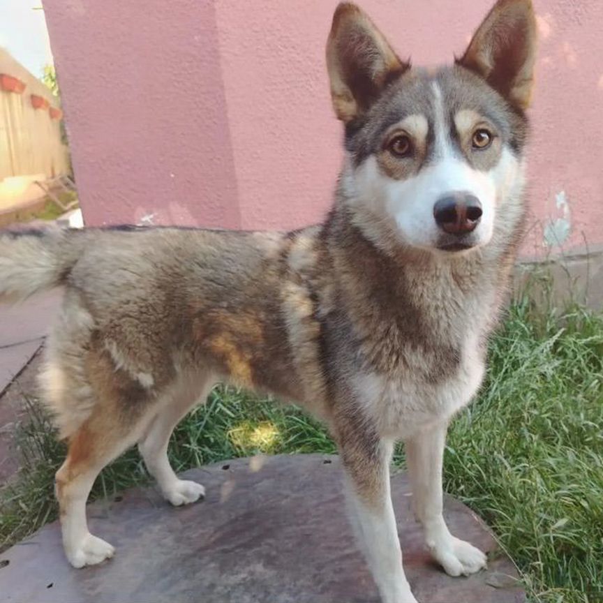 Лхасский апсо, взрослая собака