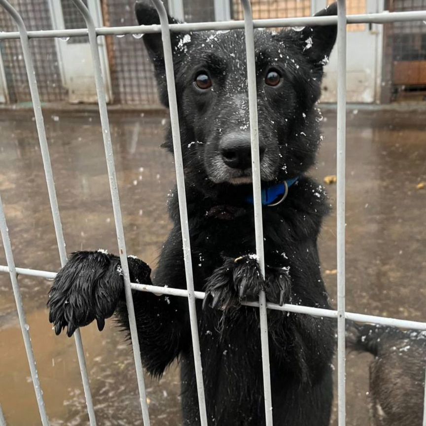 Взрослый пёс в добрые руки