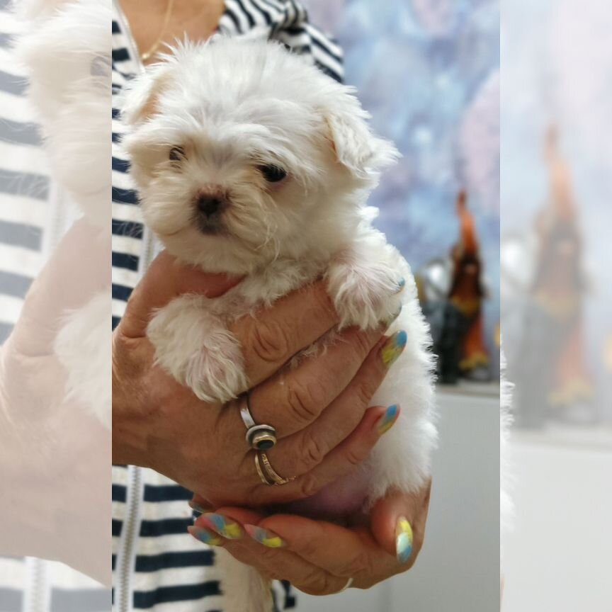 Мальтийская болонка, щенок