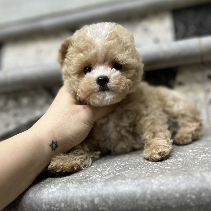 Микро Мальтипу тип Teddy Bear