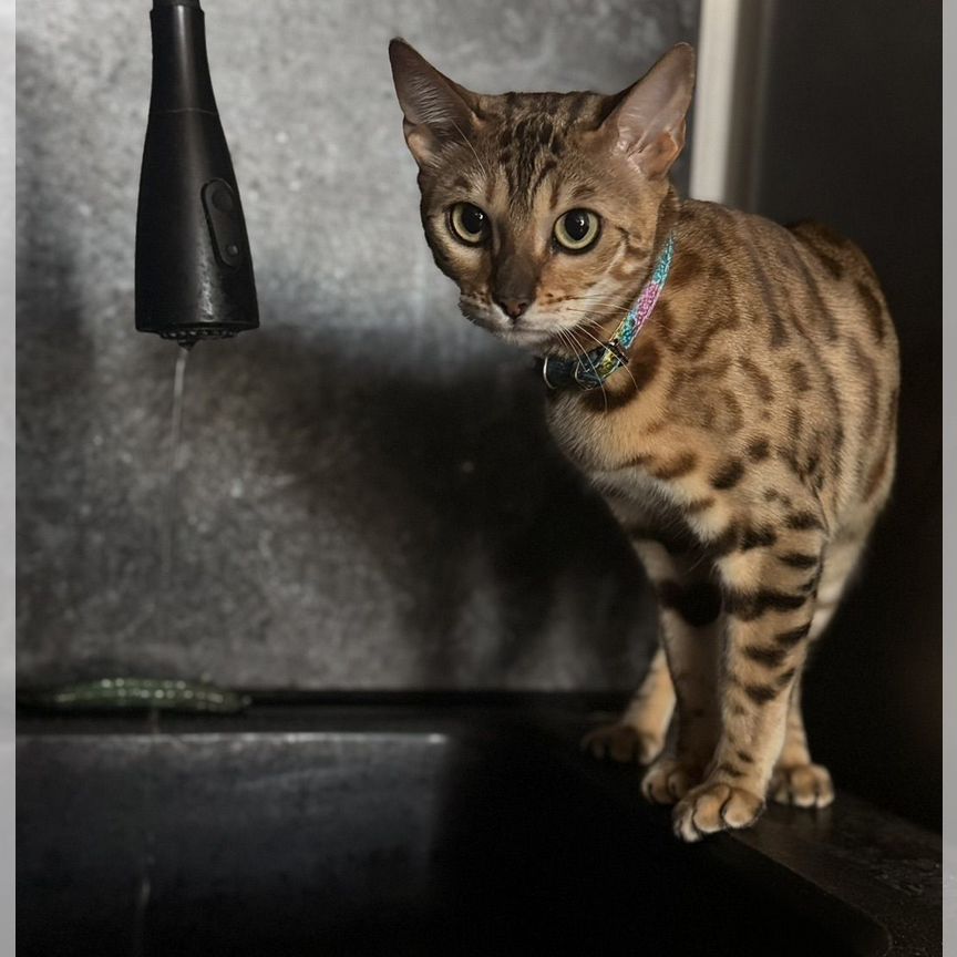 Бенгальская, взрослая кошка