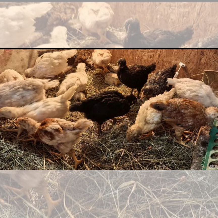 Цыплята несушки разные породы