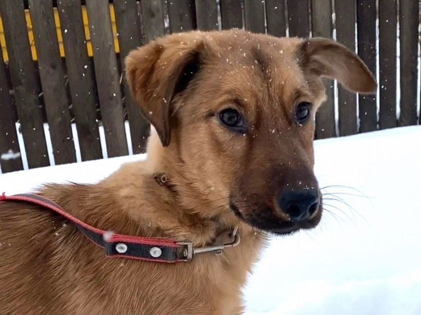 Щенок не должен расти в приюте, Ляля