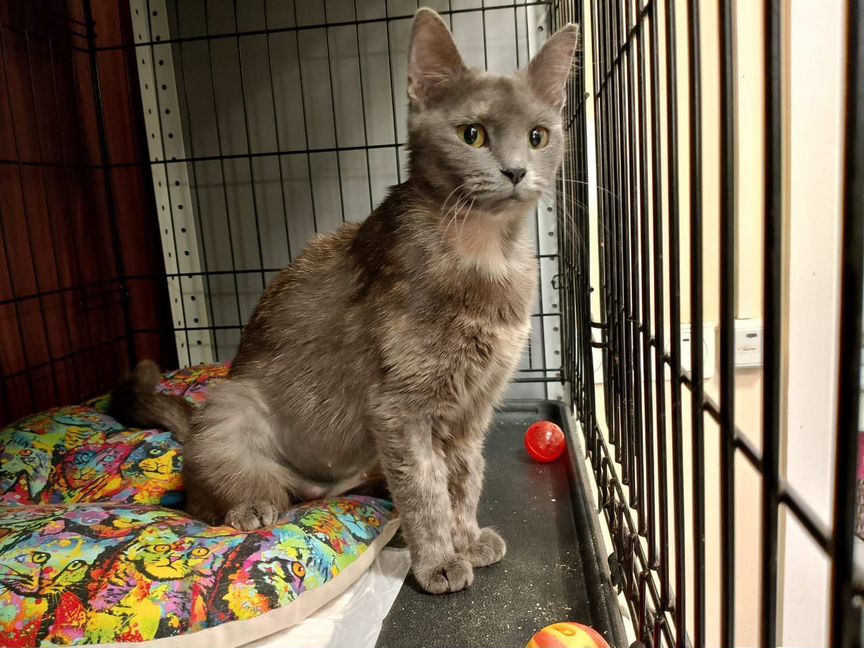 Сжальтесь над кошечкой заберите домой