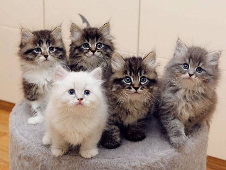 Норвежские лесные котята