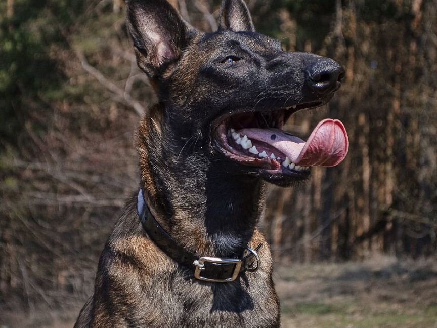 Тигровые чистокровные овчарки - стандартные щенки