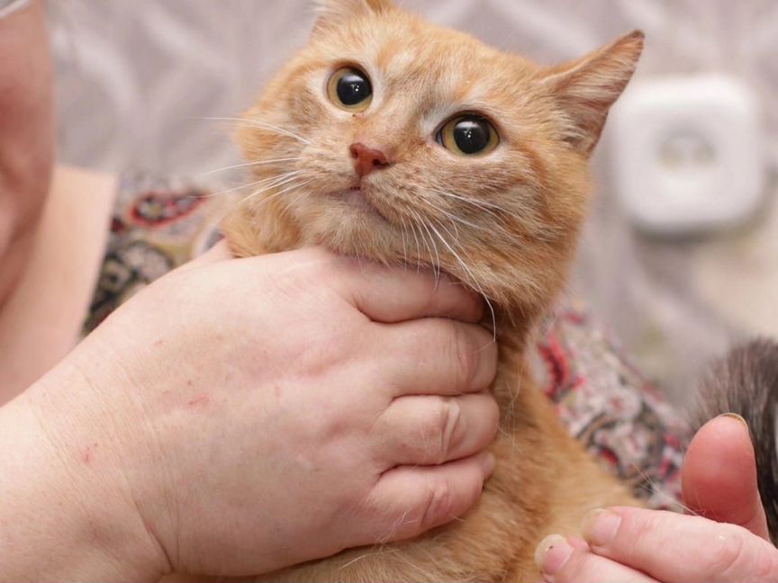Рыжая кошка из приюта,нежная рыжая кошечка
