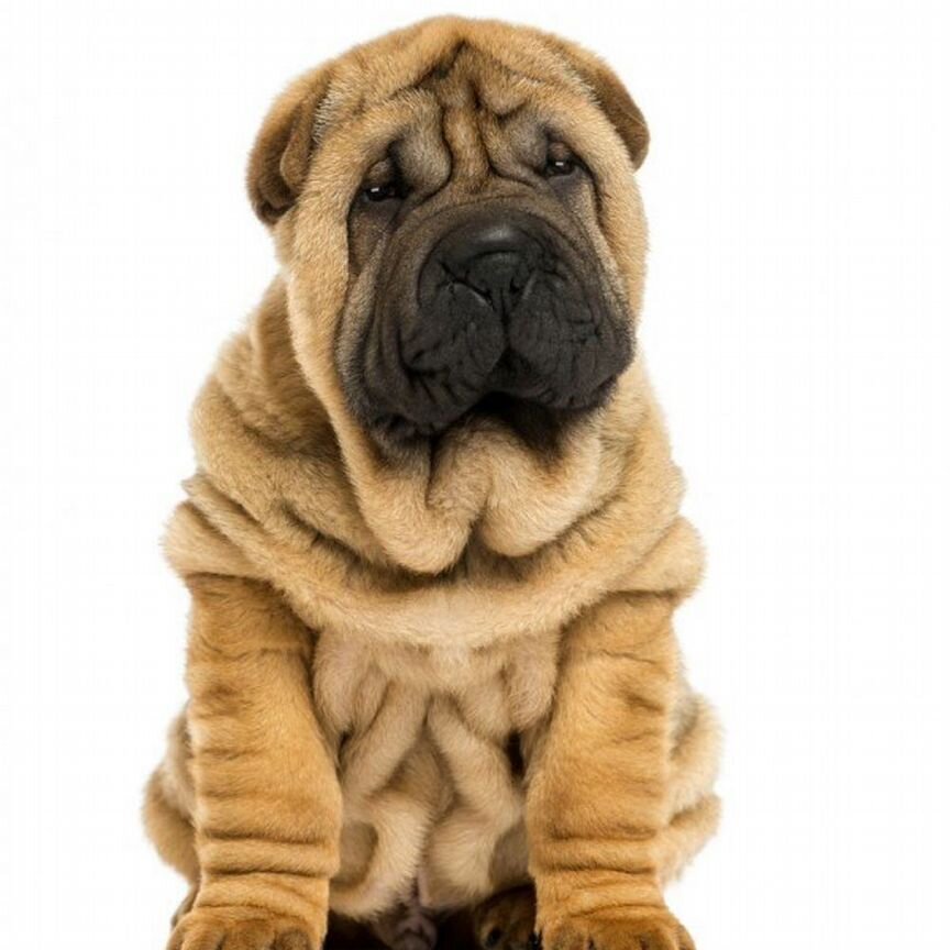 Щенки шарпея