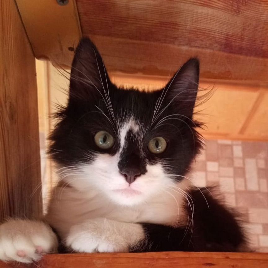 Бетмен котенок