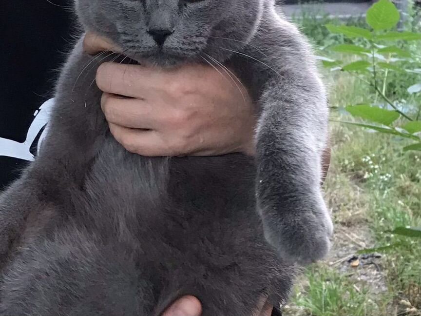 Кот породы Шартрез