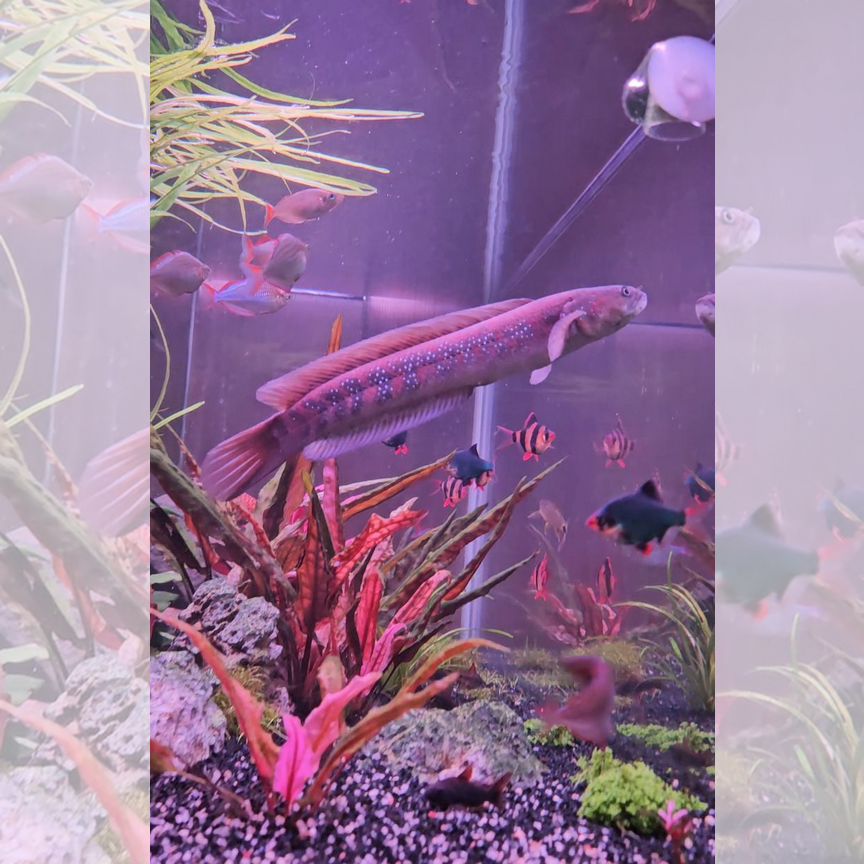 Змееголов красная луна