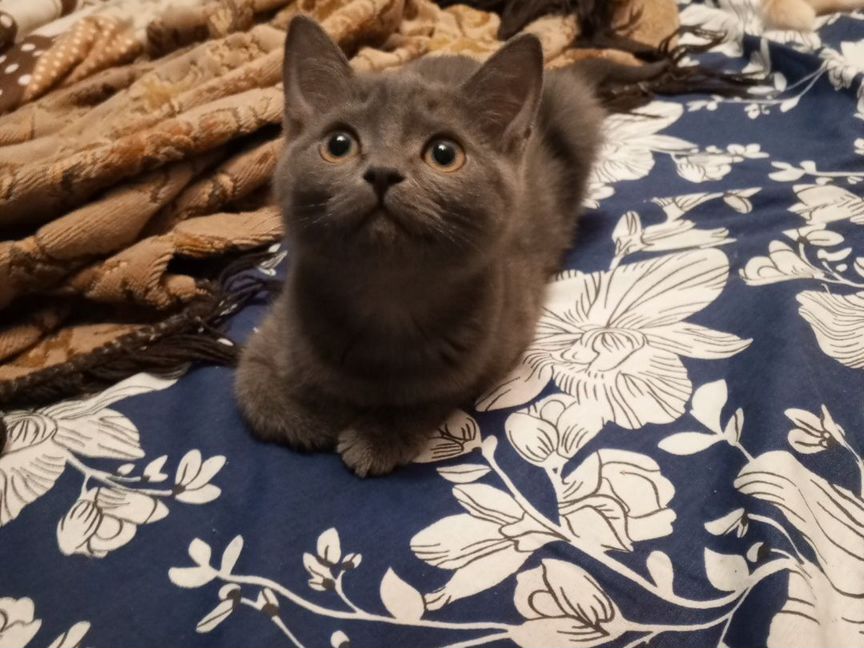 Кошка в дар