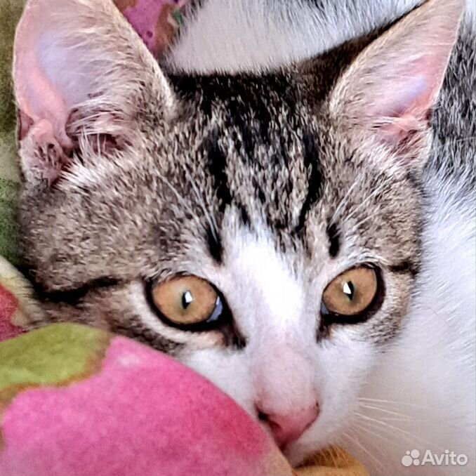 Котенок, мальчик, 2мес